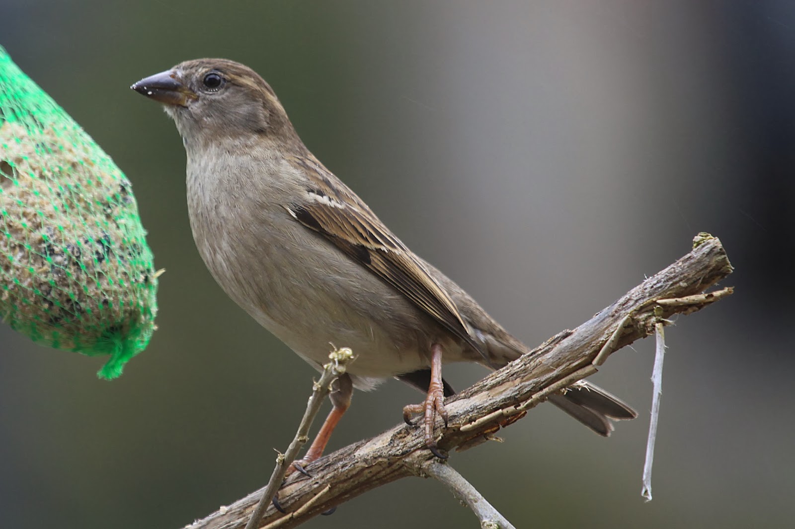 NatuurlijkNatuur: Huismus [Passer domesticus].