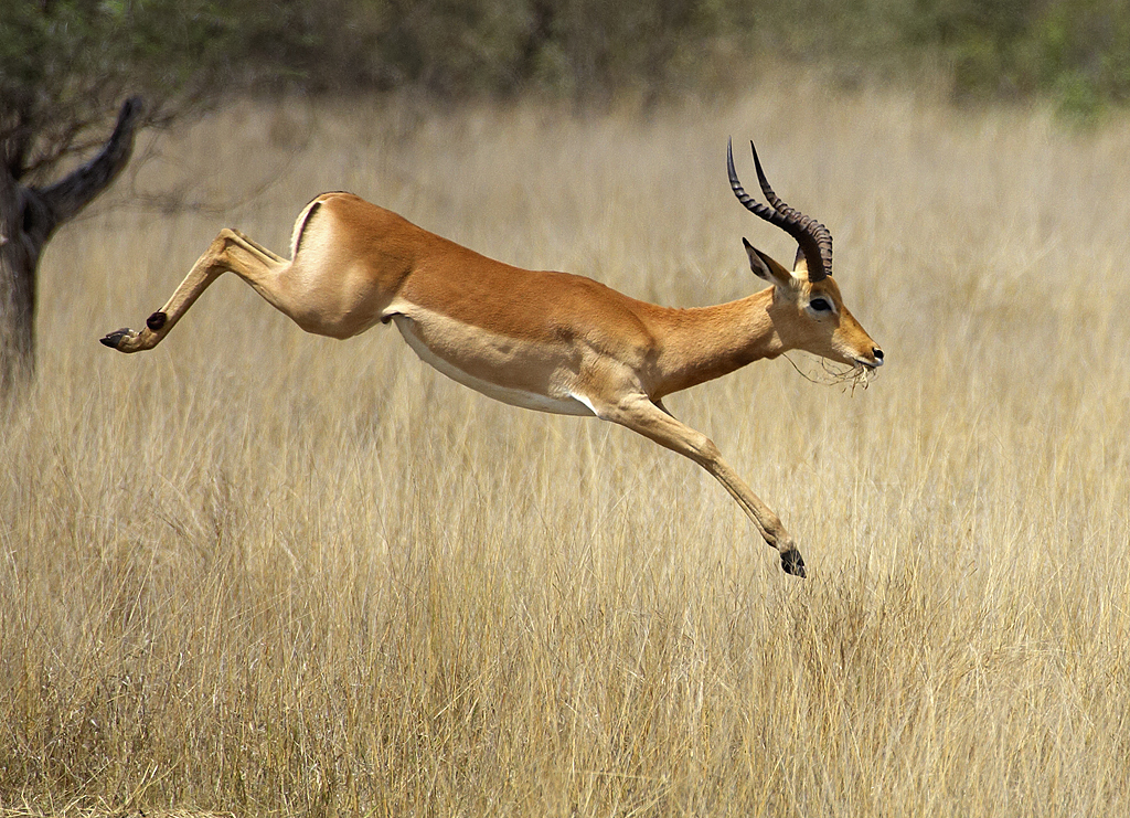 Top Flight Nature Photography: Photographing African wildlife with ...