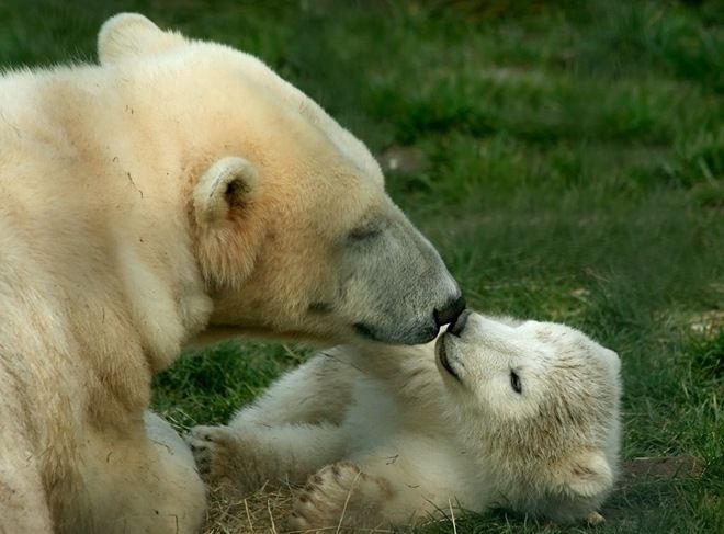 Beautiful Things: Wild animals are beautiful