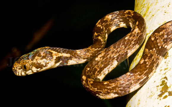 The Herpetology of Trinidad and Tobago: Slug-eating Snake, Sibon ...