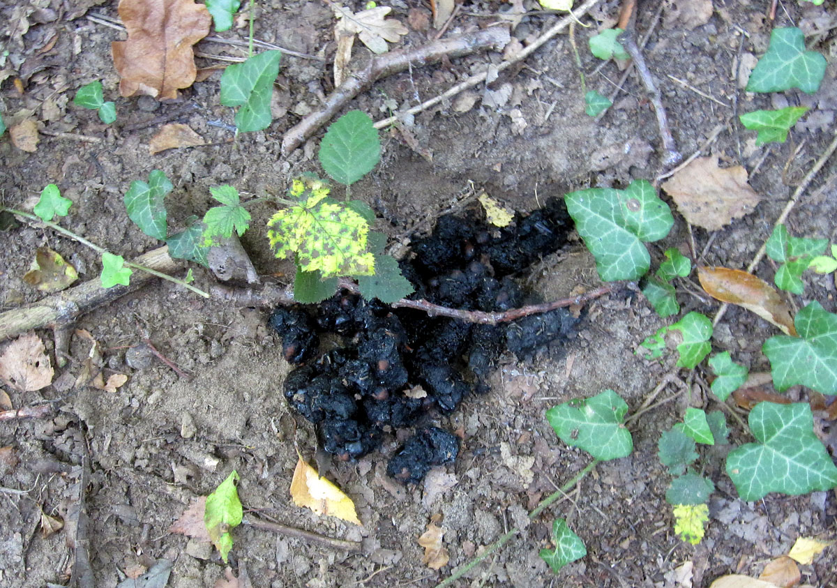 Badger Dung Pit | Naturally