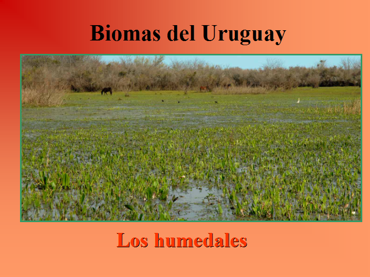 INFORMÁS 2012: BIOMAS DEL URUGUAY: Los humedales