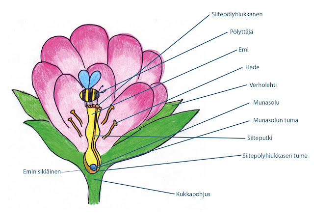 Metsät: kasvillisuus ja sienet