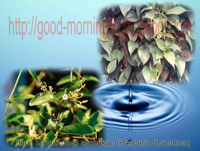 MANFAAT DAUN KENTUT Untuk menyembuhkan penyakit usus,kurap dan reumatik ...