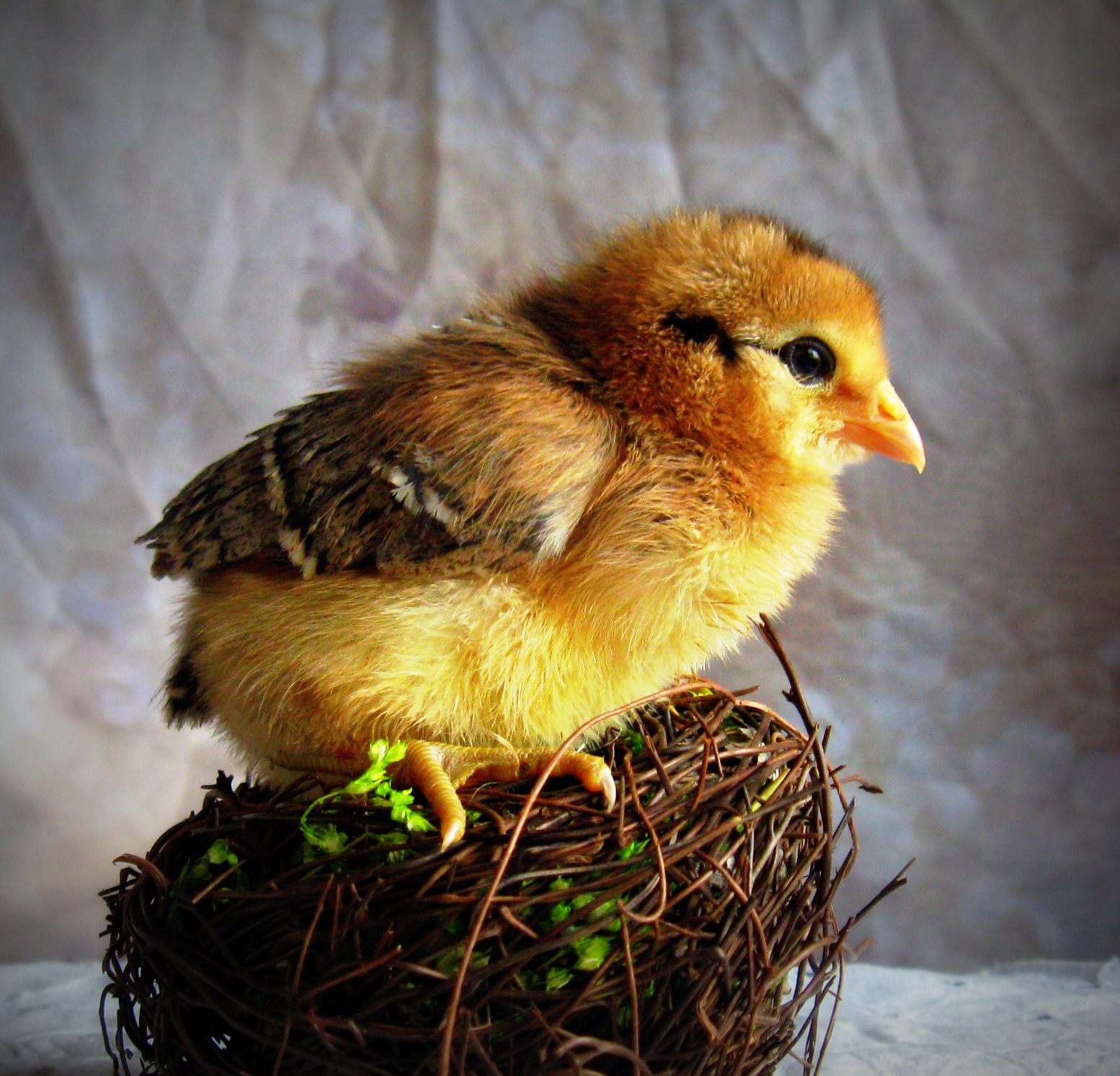 Fresca Farms: Ameraucana Chick Photo Shoot