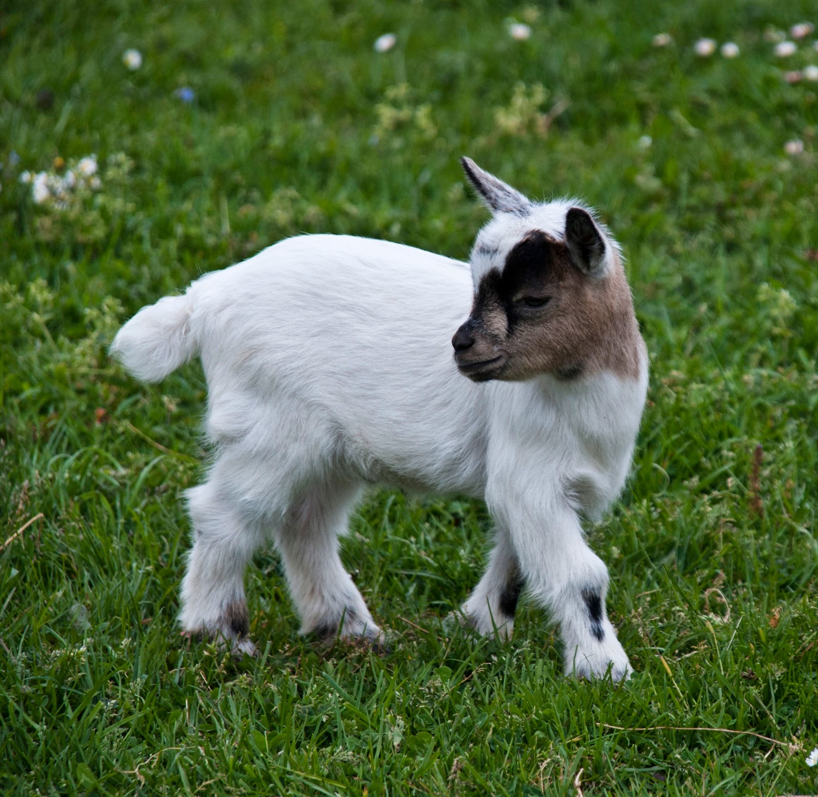 NUCLEO ZOOLOGICO TUERNES EL PEQUEÑO: CABRAS ENANAS