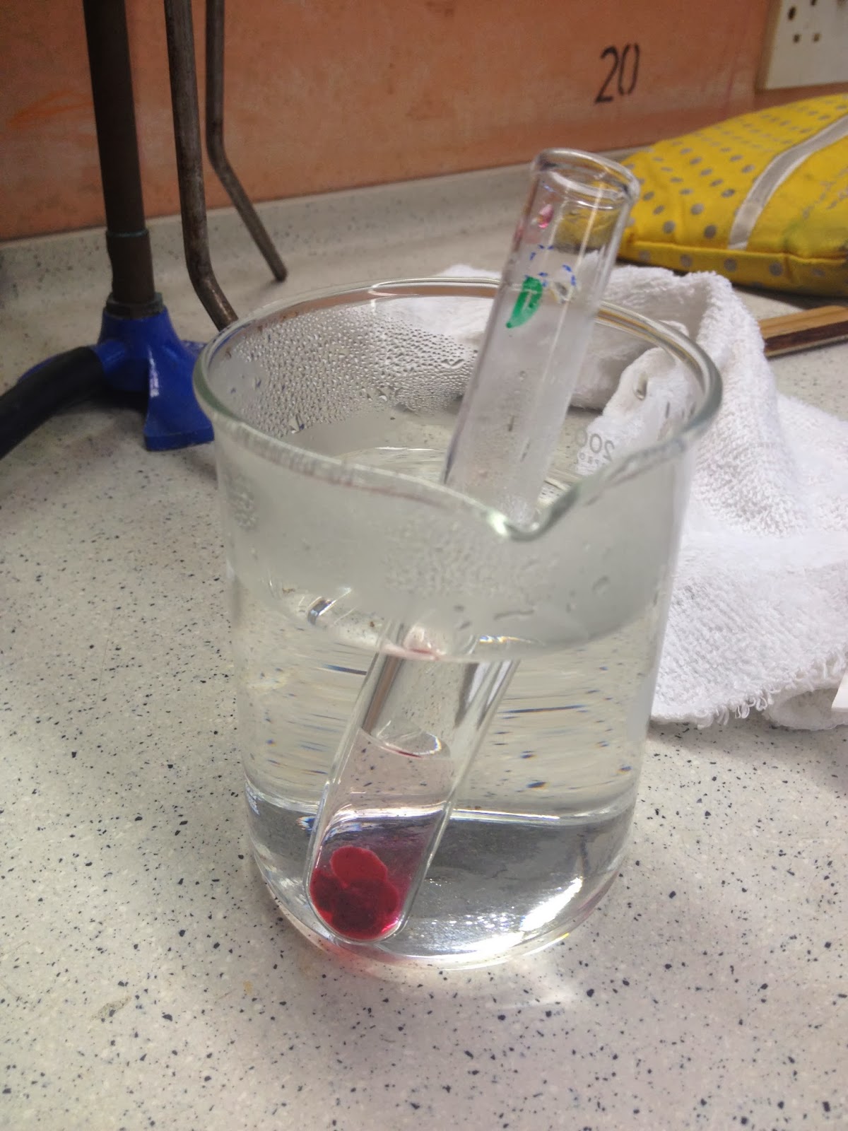 Biology Interactive Notebook - Natasha Tai (Class 304): Beetroot ...