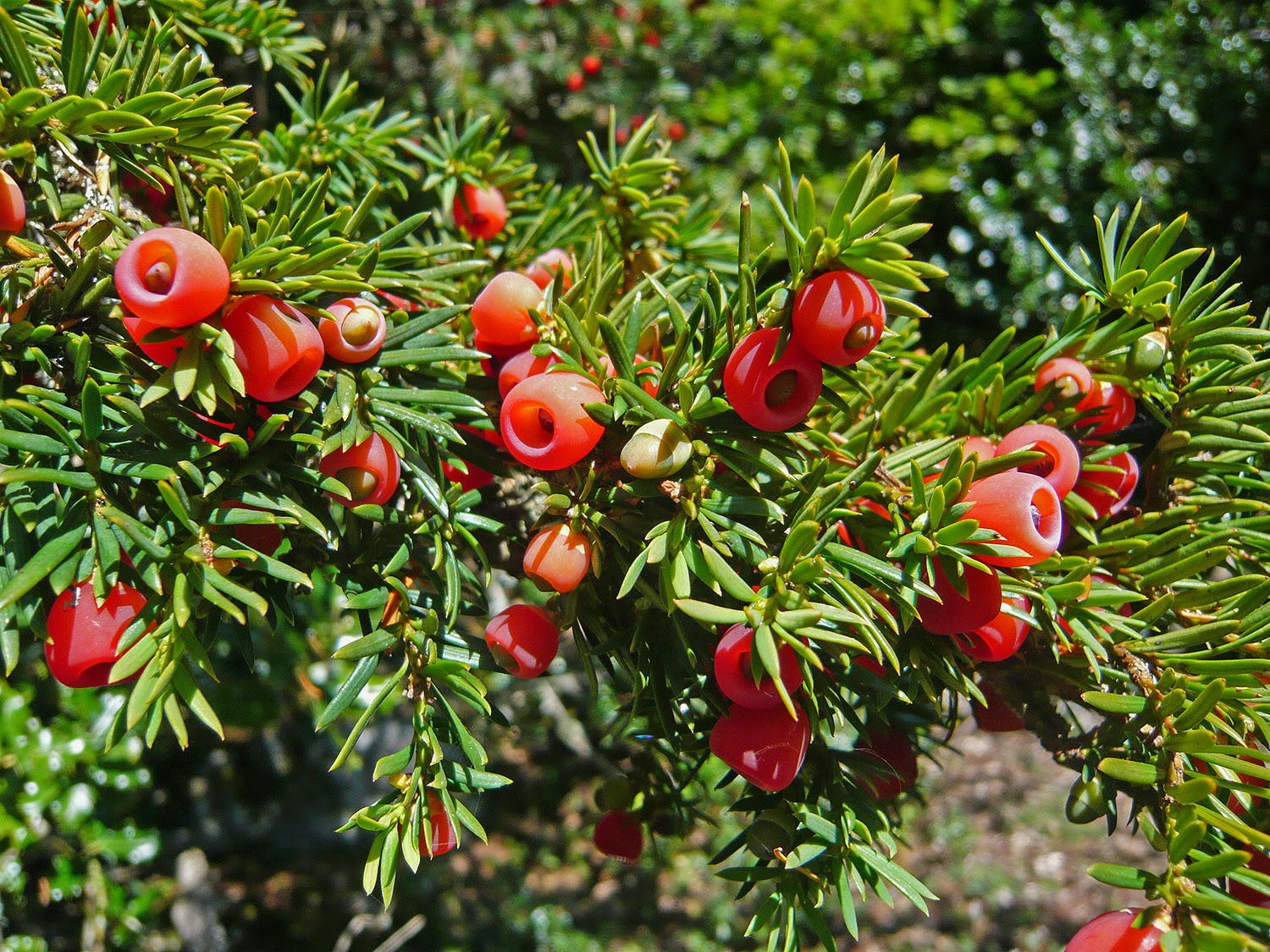 Flores y Paisajes de Asturias : Taxus baccata (Tejo)