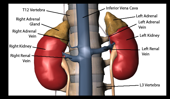 Adrenal Vein Anatomy