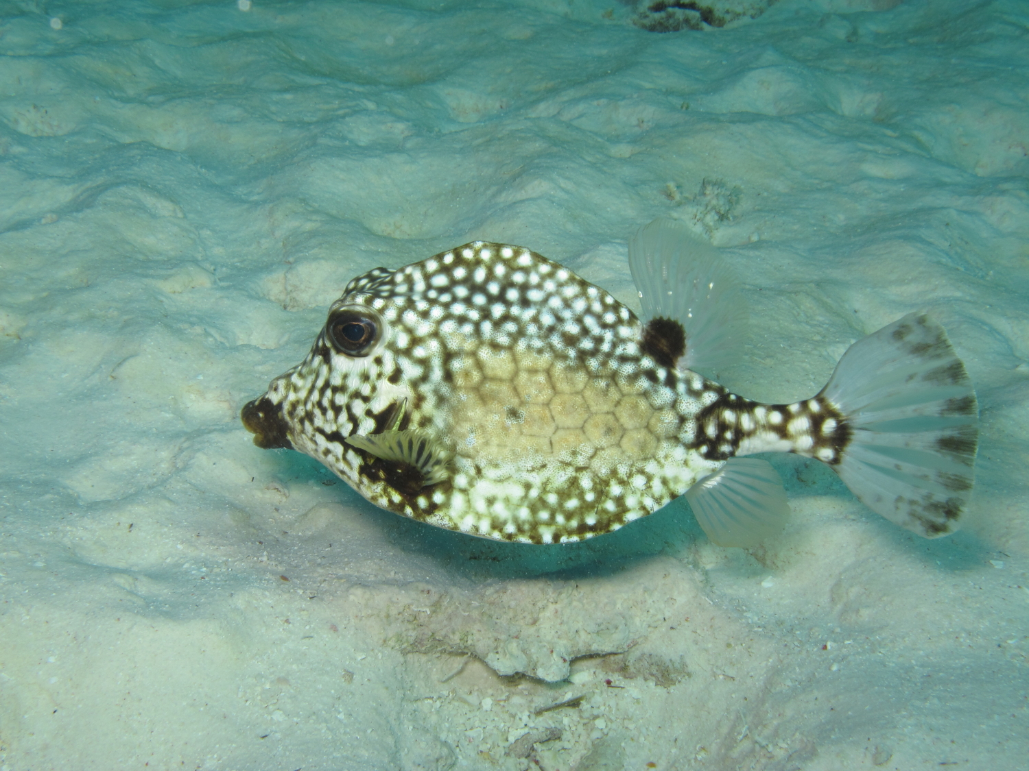 Rambling Jill: A tale of no fish tail