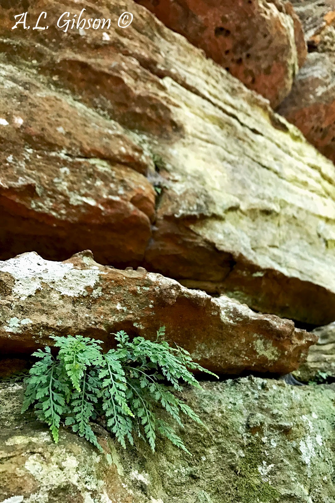 The Buckeye Botanist: The Asplenium Ferns of Ohio