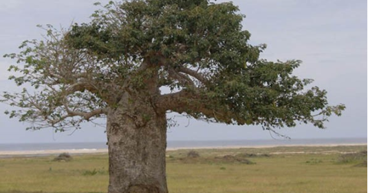 Baía da Lusofonia: África - Os embondeiros estão a secar