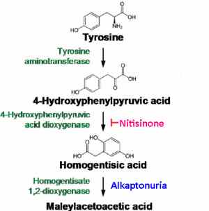 Alkaptonuria Pathway