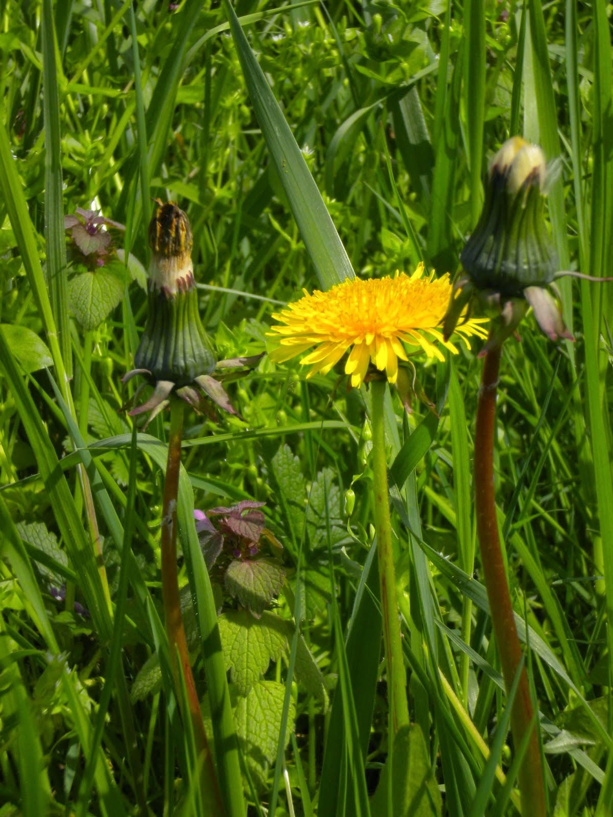 TARASSACO IN CUCINA - Erbe Aromatiche Officinali