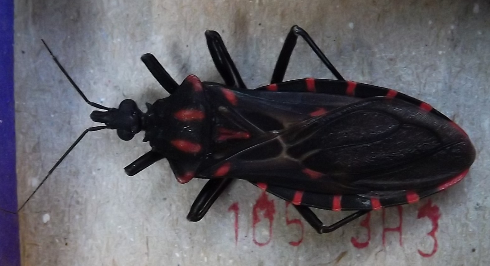 Blog do Ramon Lamar: Barbeiros Transmissores da Doença de Chagas