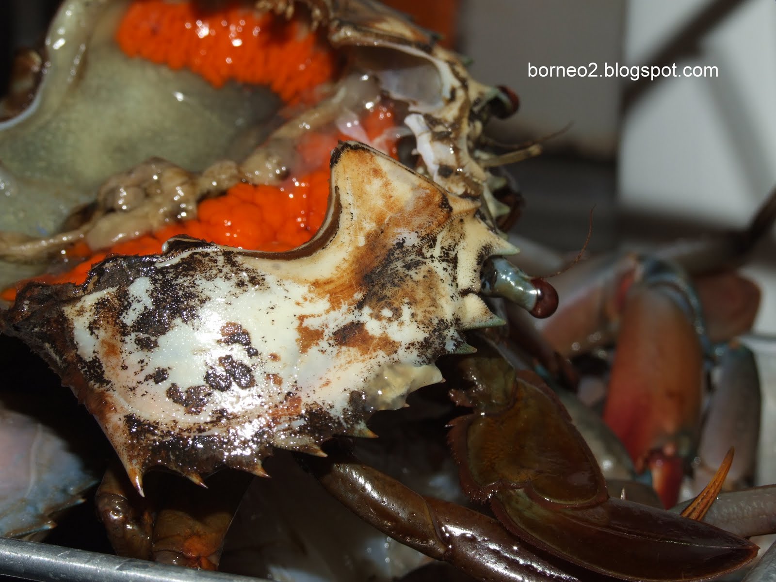 Borneo Island, Awaken To A Different World: Mud Crab ( Scylla Serrata)