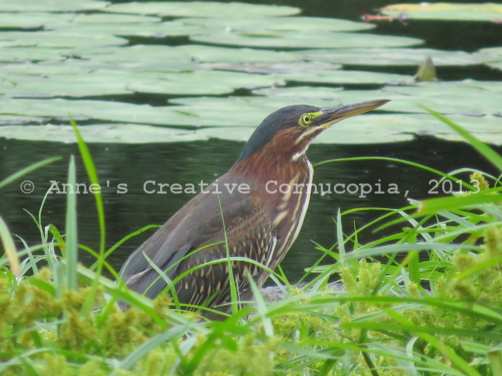 Anne's Creative Cornucopia: Green Heron - Photograph