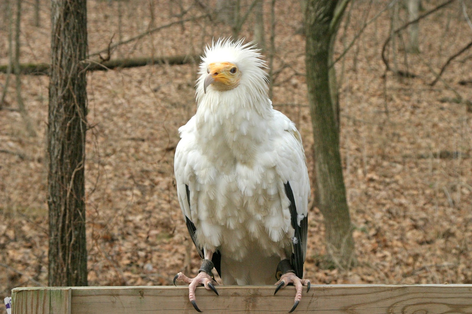 World Bird Sanctuary: Raptors Extinct and Extant