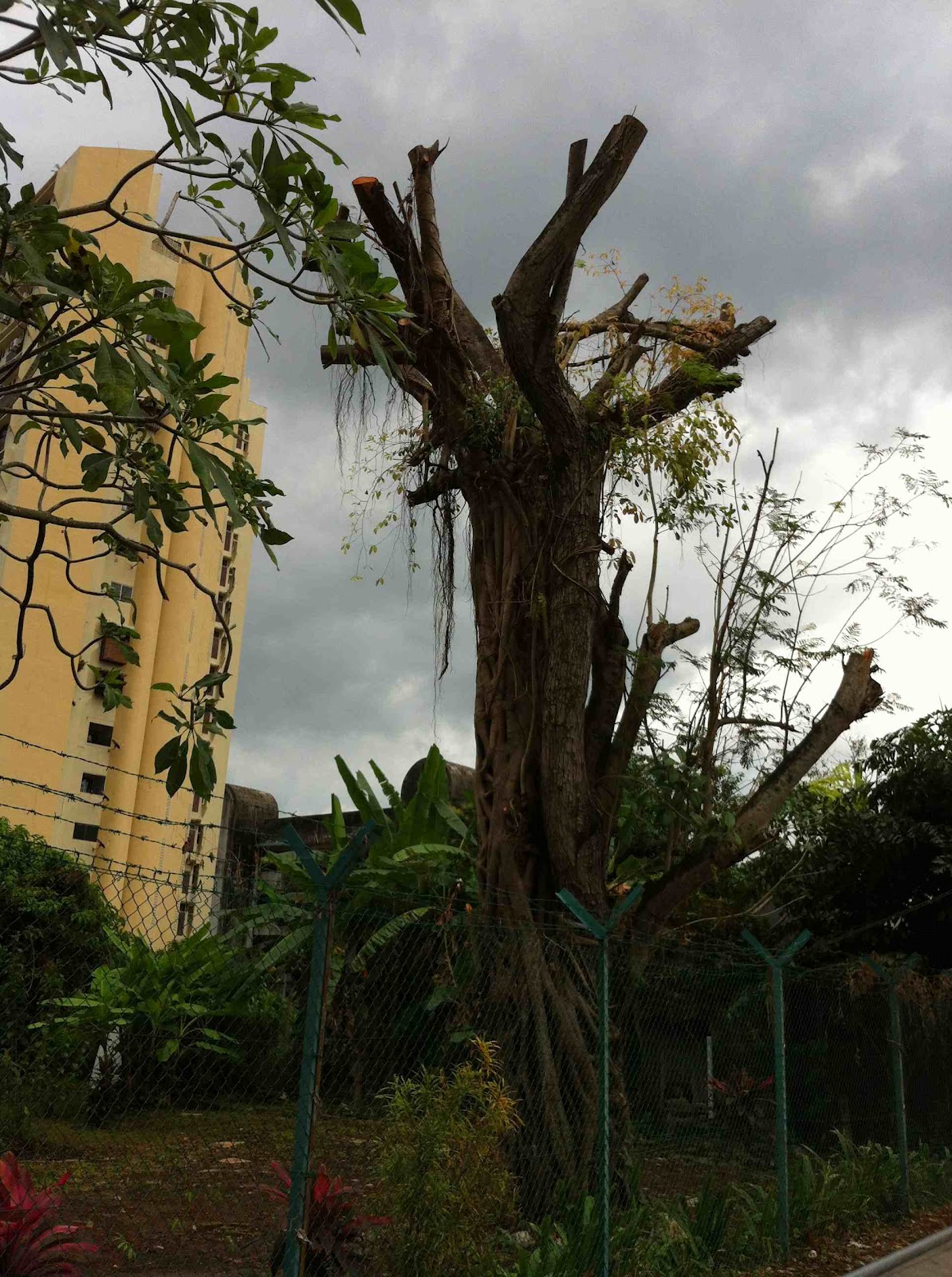 Musings on Penang: Trees, Glorious Trees