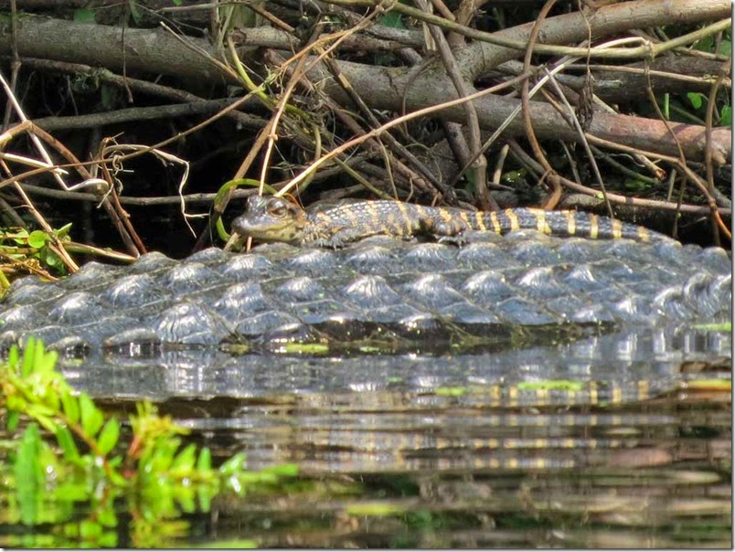 Gator Wildlife In Florida With Bob Luce – World Open Water Swimming ...