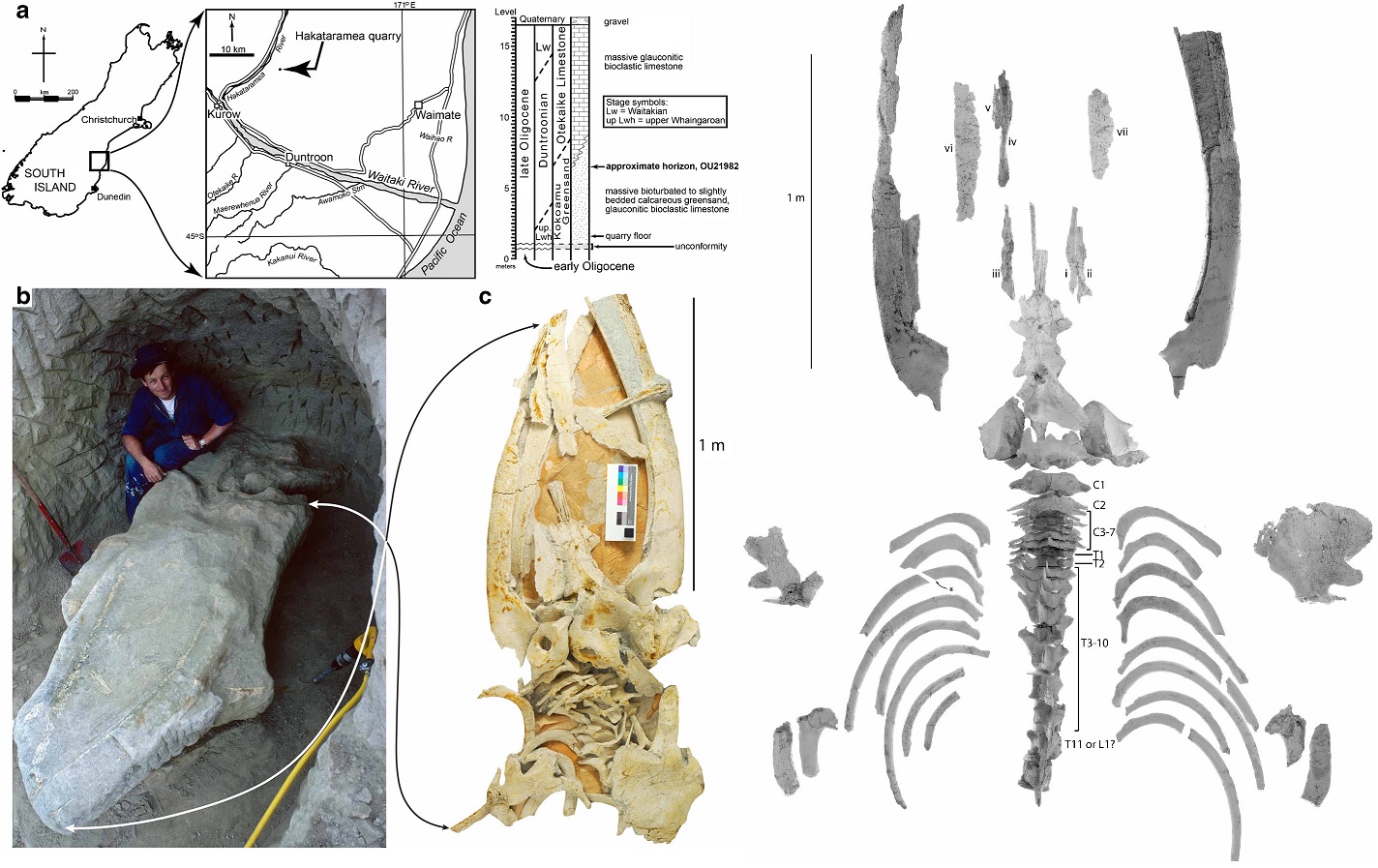 The Coastal Paleontologist: 2015 in review: Advances in marine mammal ...