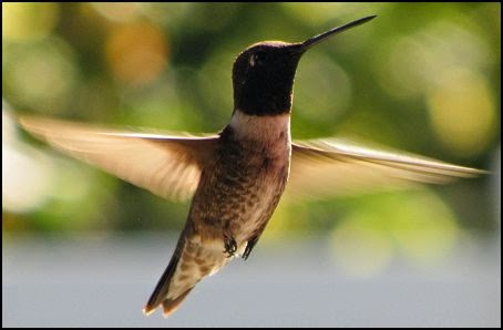 Backyard Birds Utah: Fall Hummingbirds