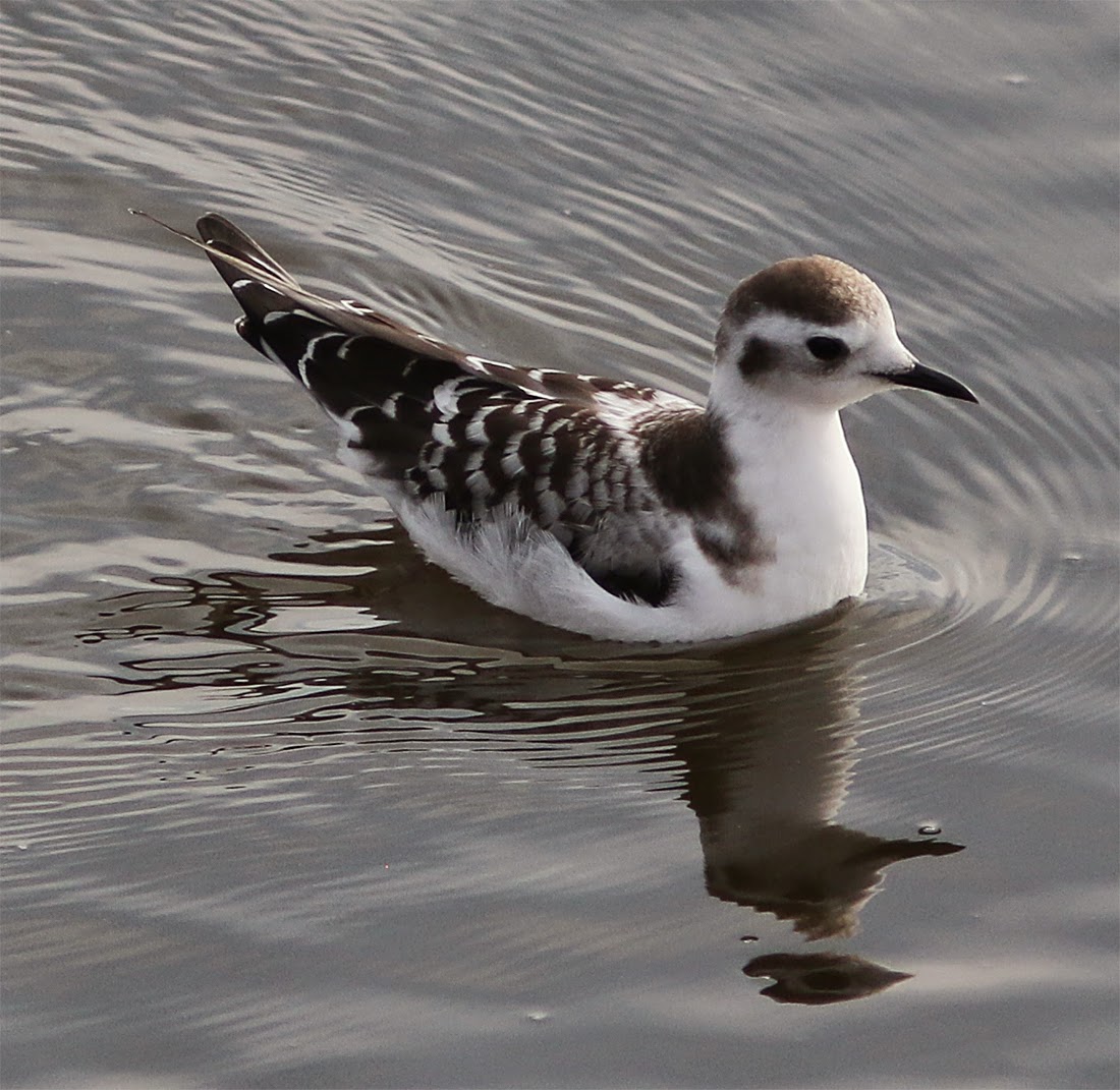 Kerry Birding: Little Gull, Fahamore