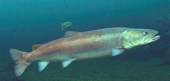 PESCARUL SINGURATIC: Lostrita