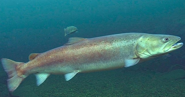 PESCARUL SINGURATIC: Lostrita