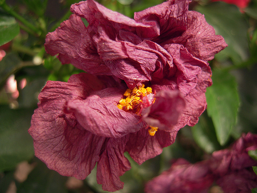 Zien Mil Mitos: Flor mustia