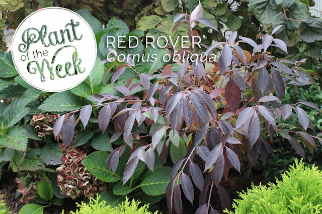 Proven Winners® ColorChoice® Plant of the Week: 2015