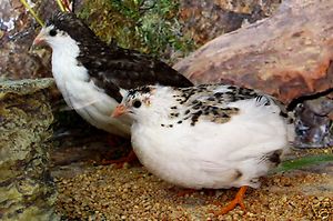 Galerías de Exóticos: Codorniz China (Excalfactoria chinensis)