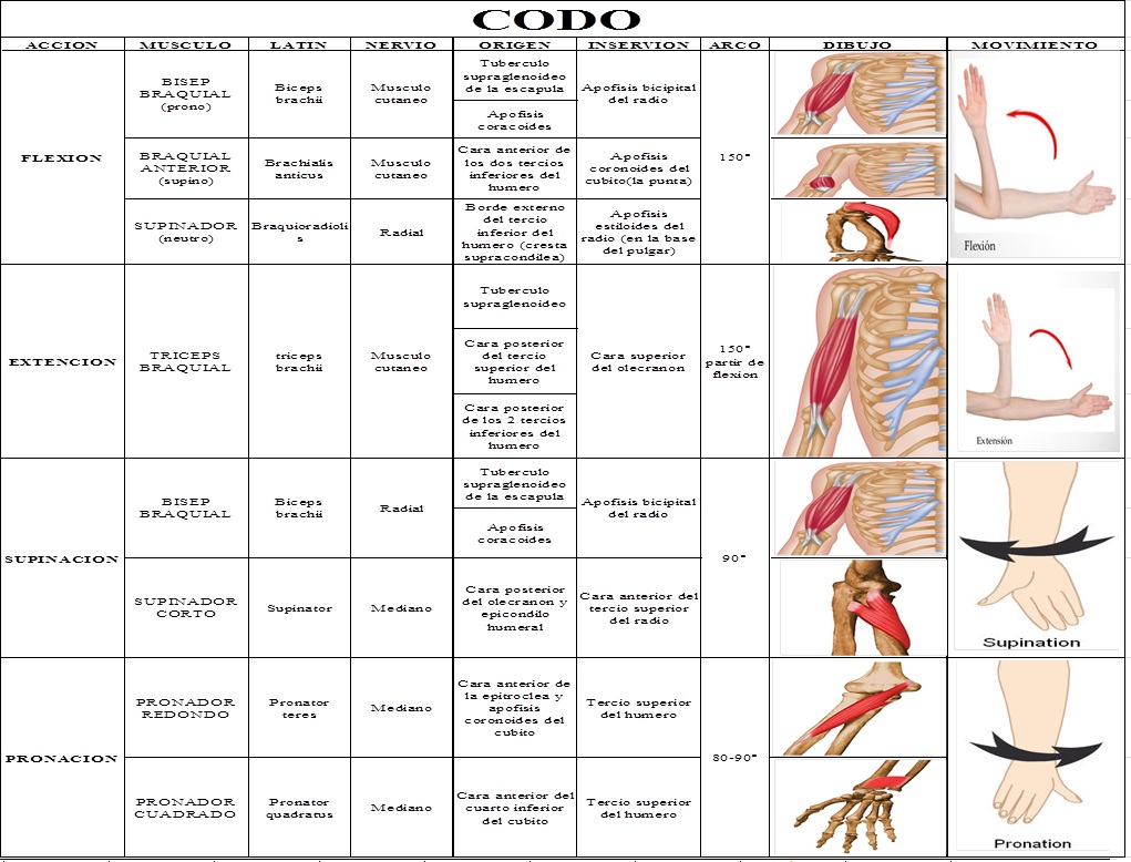 Biomecanica Del Miembro Superior Biomecanica Del Codo