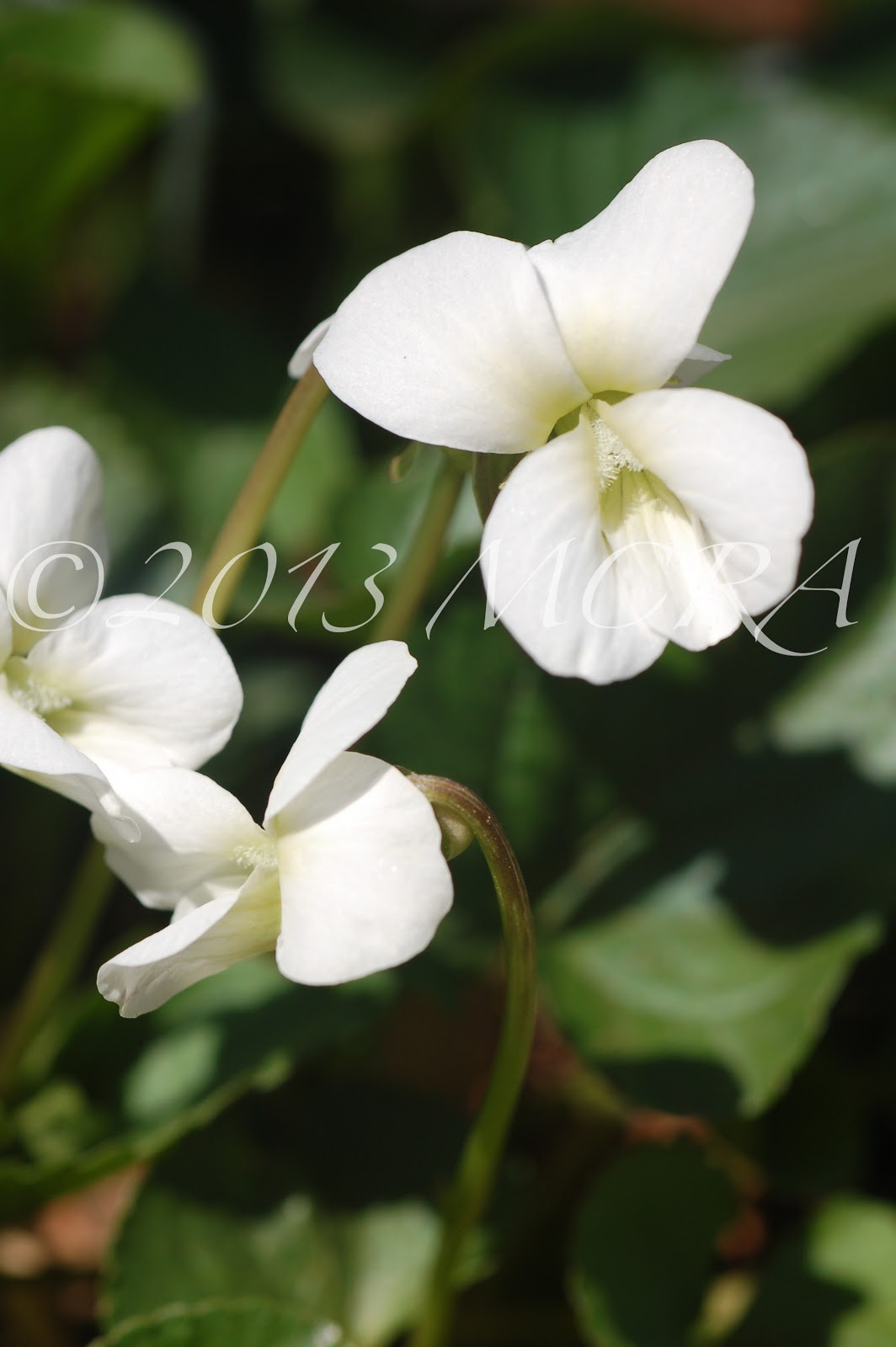 Basil & I: The Violet; one of the most beautiful flowers of spring...