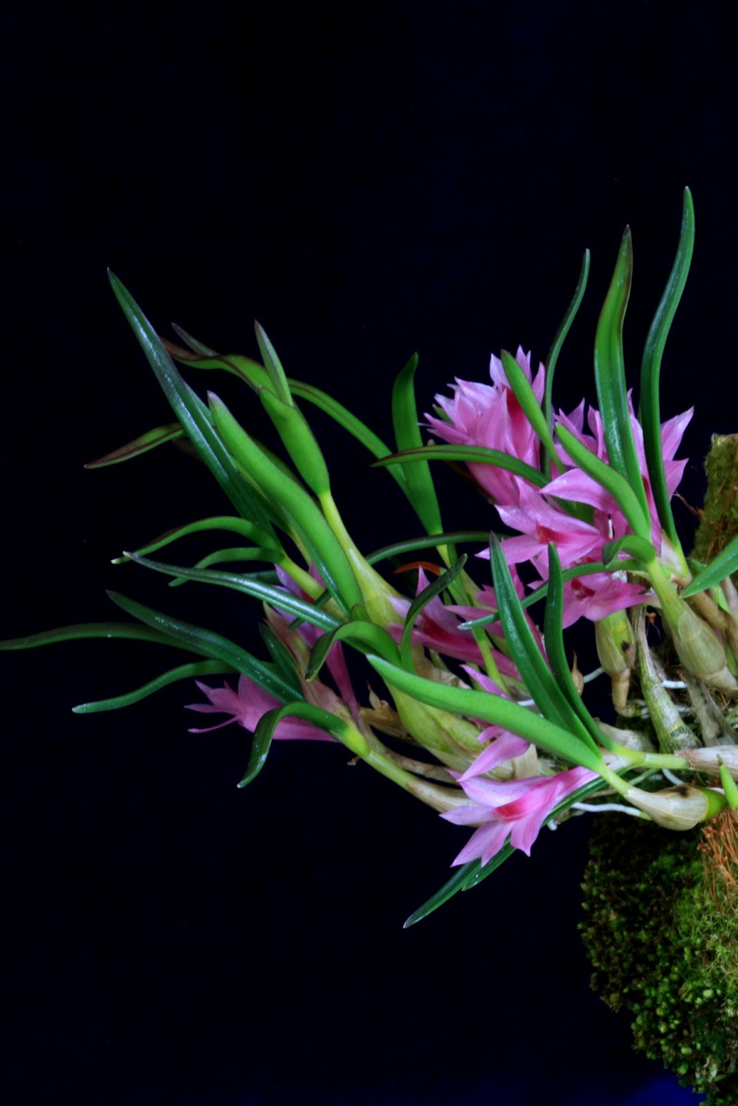 Orchids in Bloom: Dendrobium seranicum