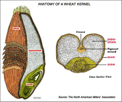 Nutrition of a College Student: Enriched Grains vs. Whole Grains