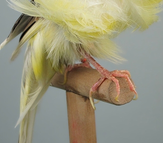 LOS CANARIOS DE POSTURA: Canarios Rizados (1)