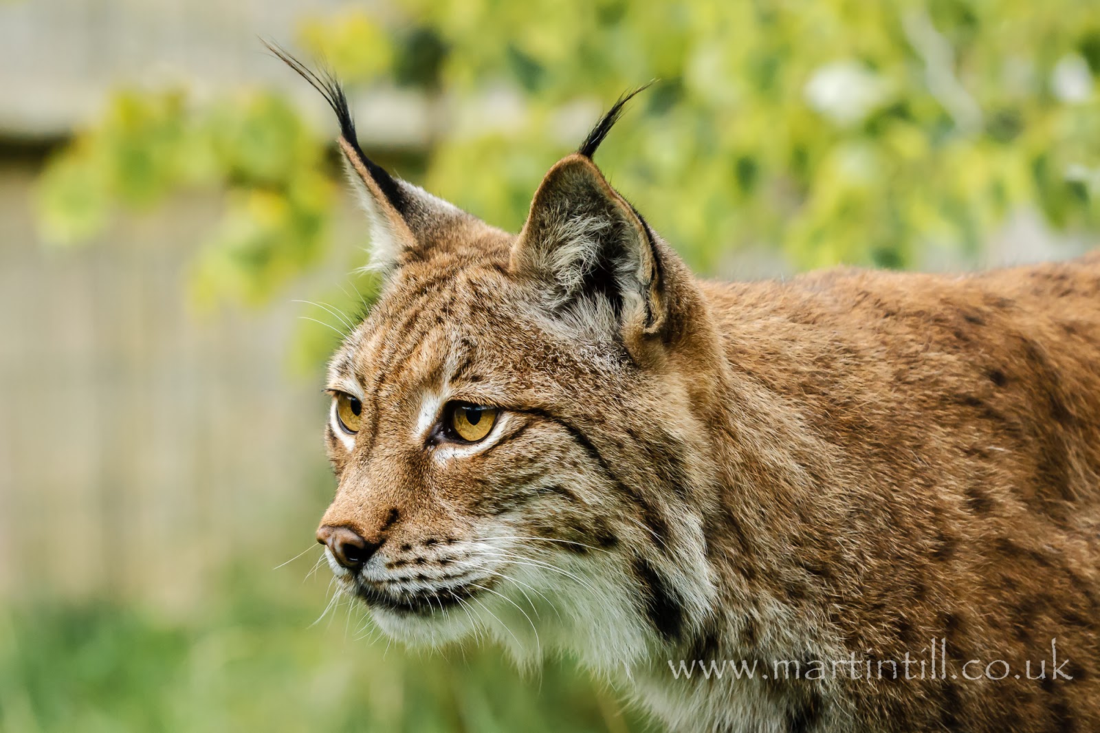 Wonky Horizons: Wildlife Heritage Foundation big cats