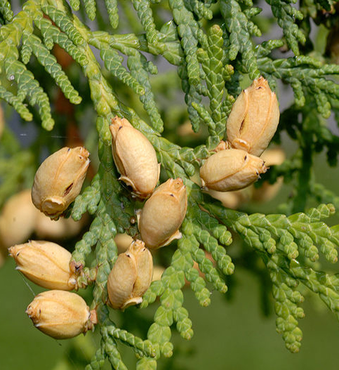 elarbolmiamigo-encinarosa: Tuya / Thuja Occidentalis / Thuja orientalis ...