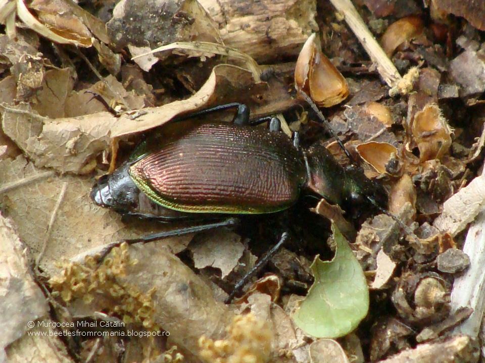 Beetles from Romania: Calosoma (Calosoma) inquisitor