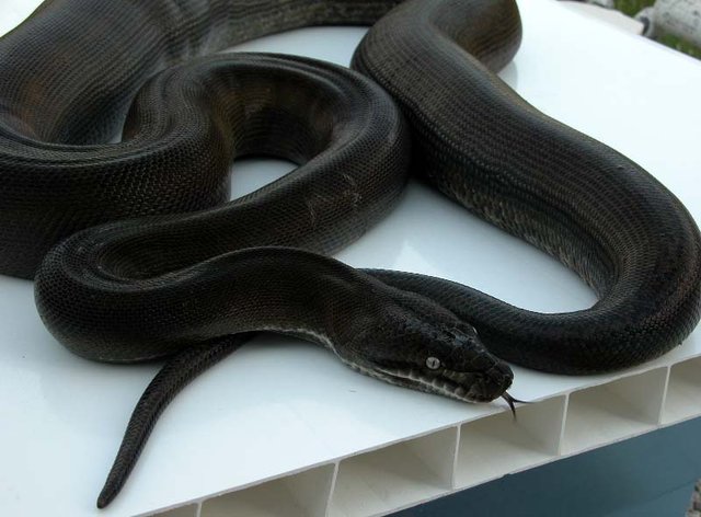 Rap, Graff & Snakes: Ficha de Cuidados - Piton Reticulado (Biggest ...