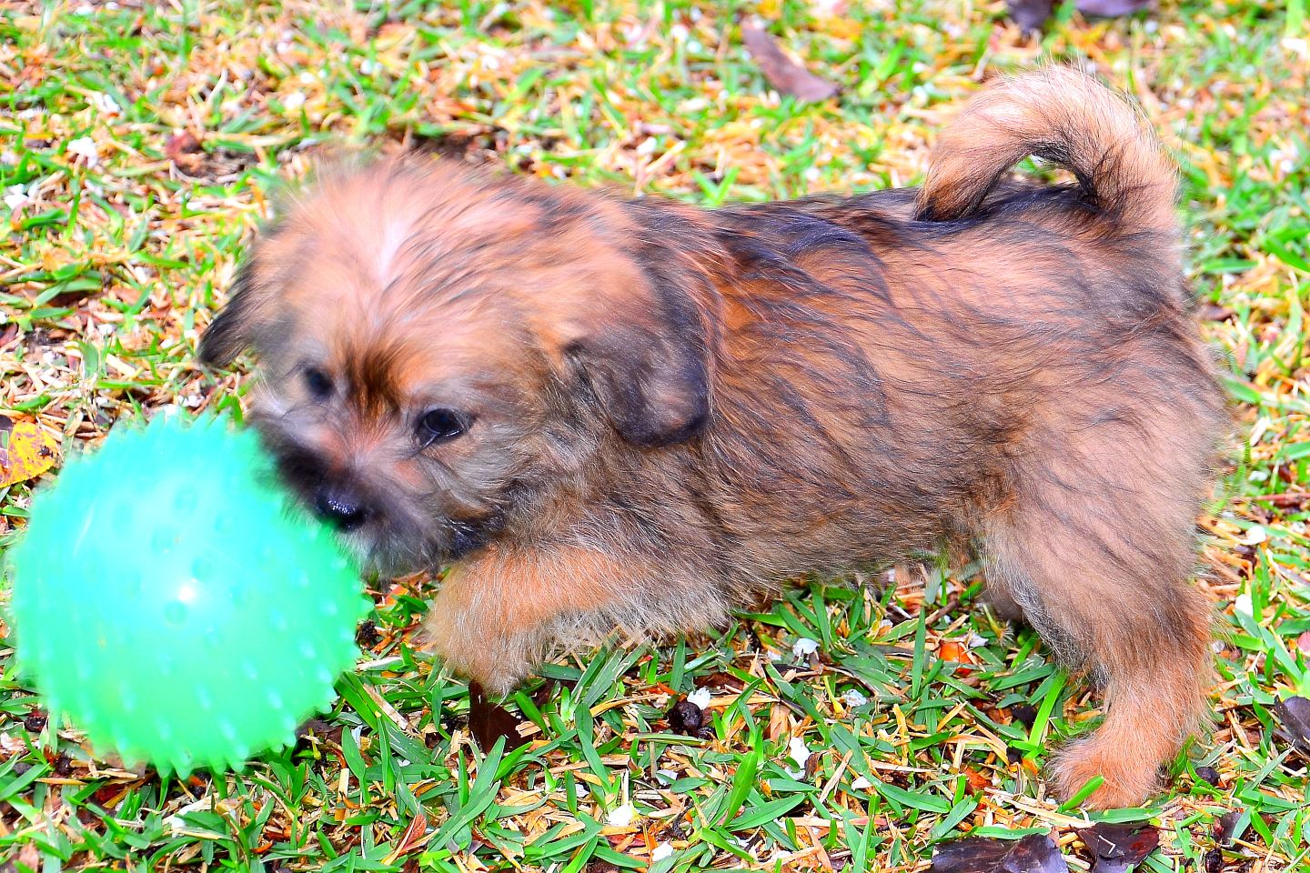 The Aussie Van's: Meet Rusty the dog
