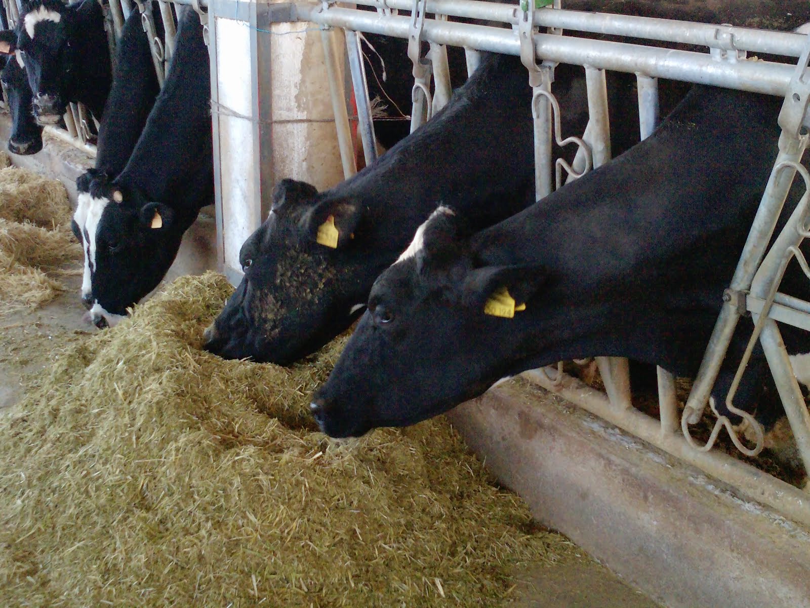 alimentacionderumiantes : Importancia del Tamaño del Forraje en la Ración