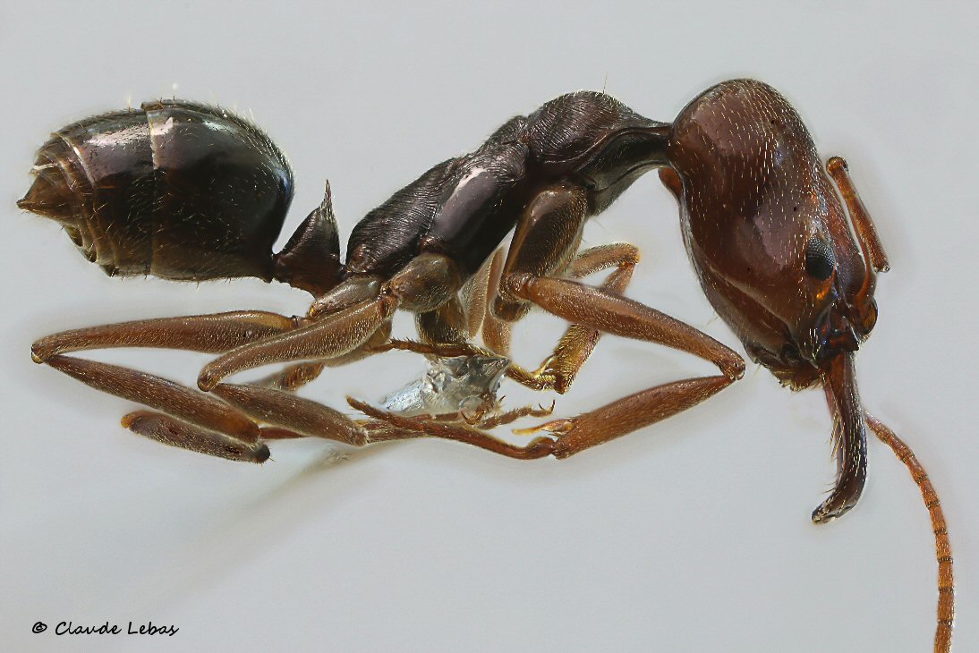 fourmis de Cuba- Hormigas de Cuba- Ants of Cuba: Odontomachus insularis