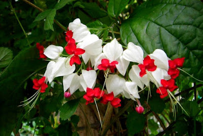 Bunga-Bunga Yang Cantik Dan Indah - AlamBlogr