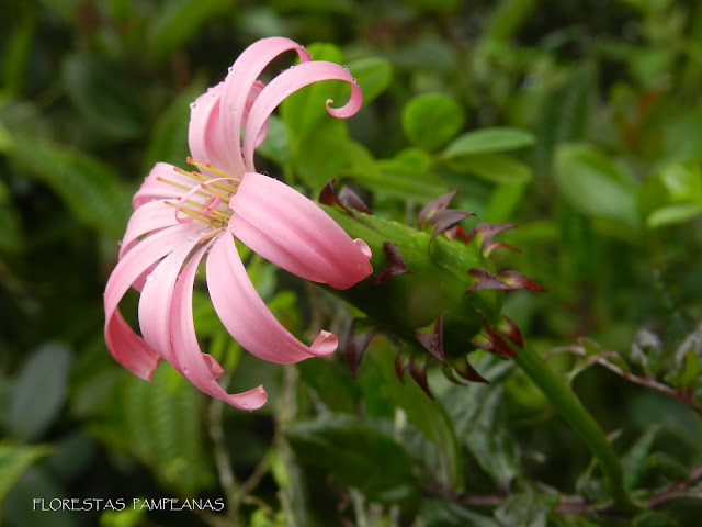 Florestas Pampeanas: FLORA PAMPEANA: ACA-BRO.
