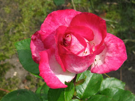 Roger Brook - the no dig gardener: Friends remembered