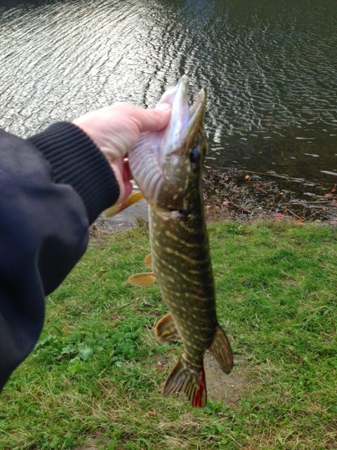 Roofvissen met JP en Quinten: Wind op het land, is snoek op de kant.