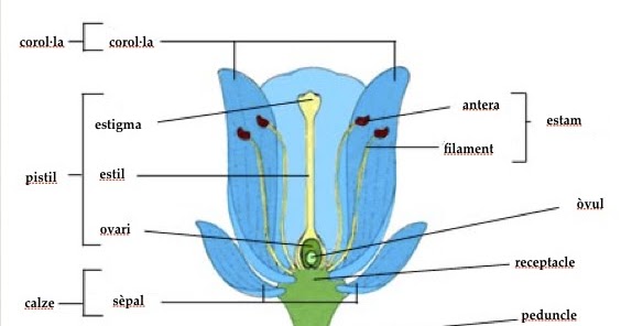 El rincón de 6º: Flor Hermafrodita