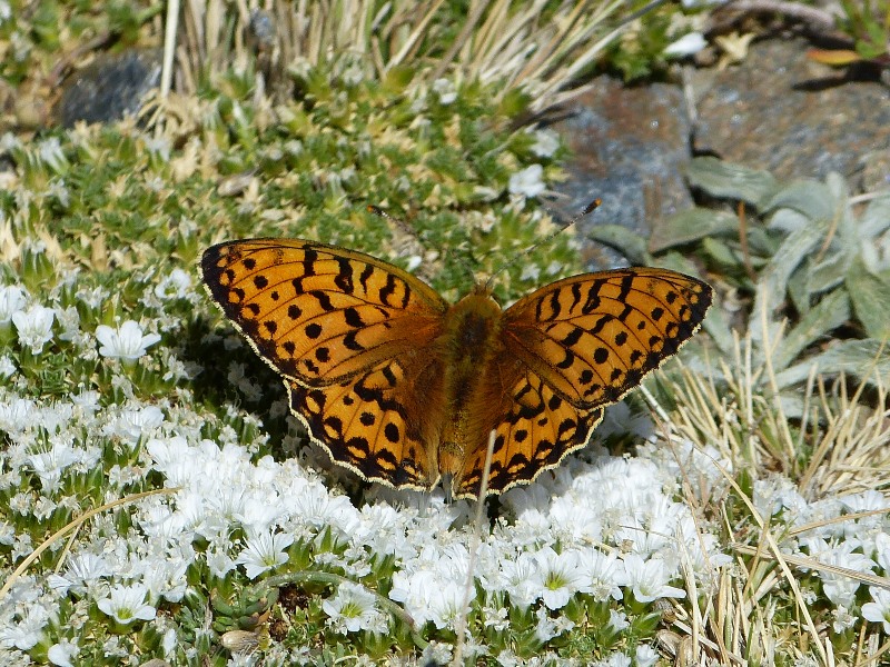 Butterfly Notes: Sierra Nevada Butterflies - July 2016 (3)